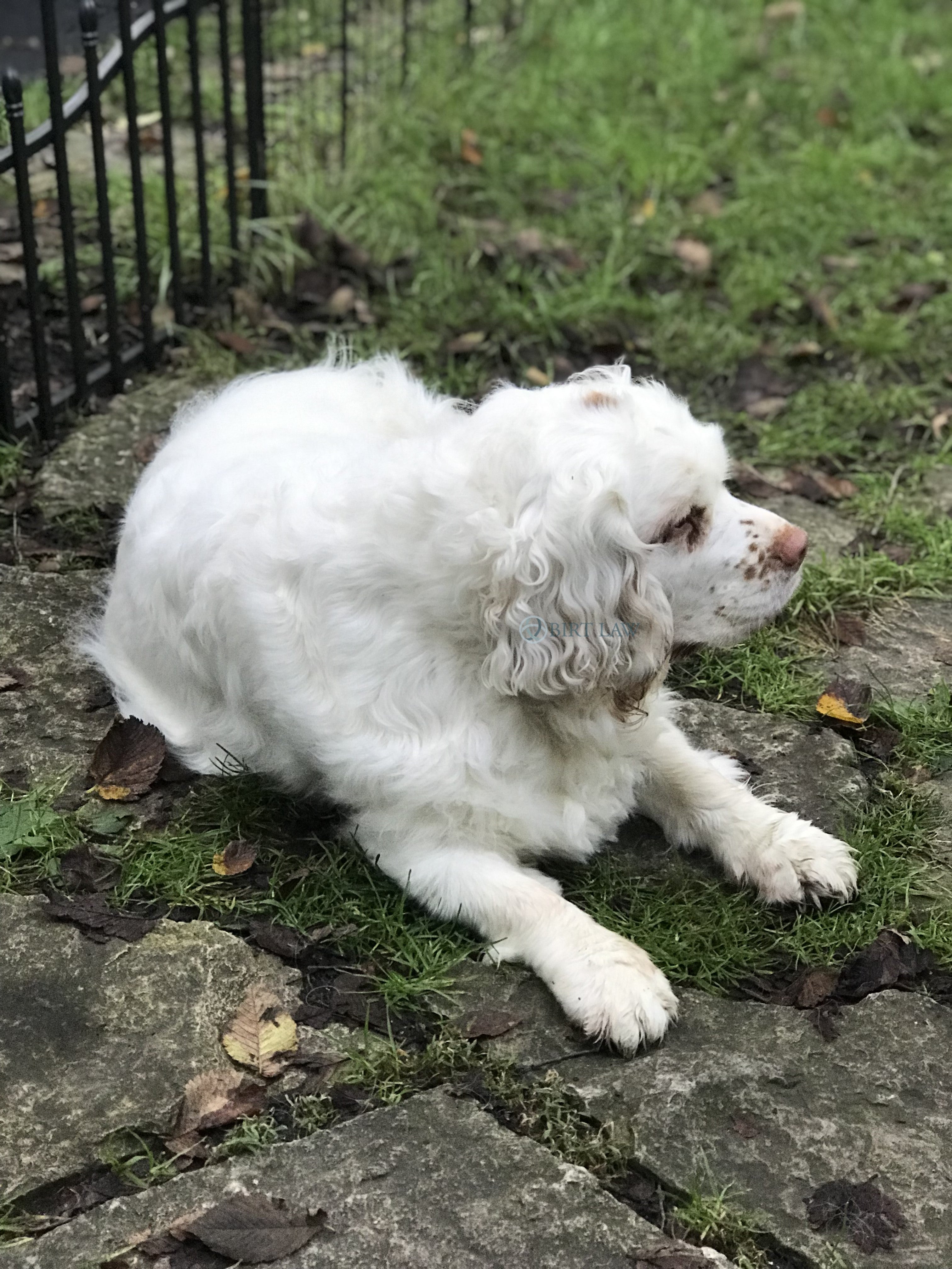 Ali & Rudy Clumber Spaniels | The Law Firm of Erin N. Birt, P.C.