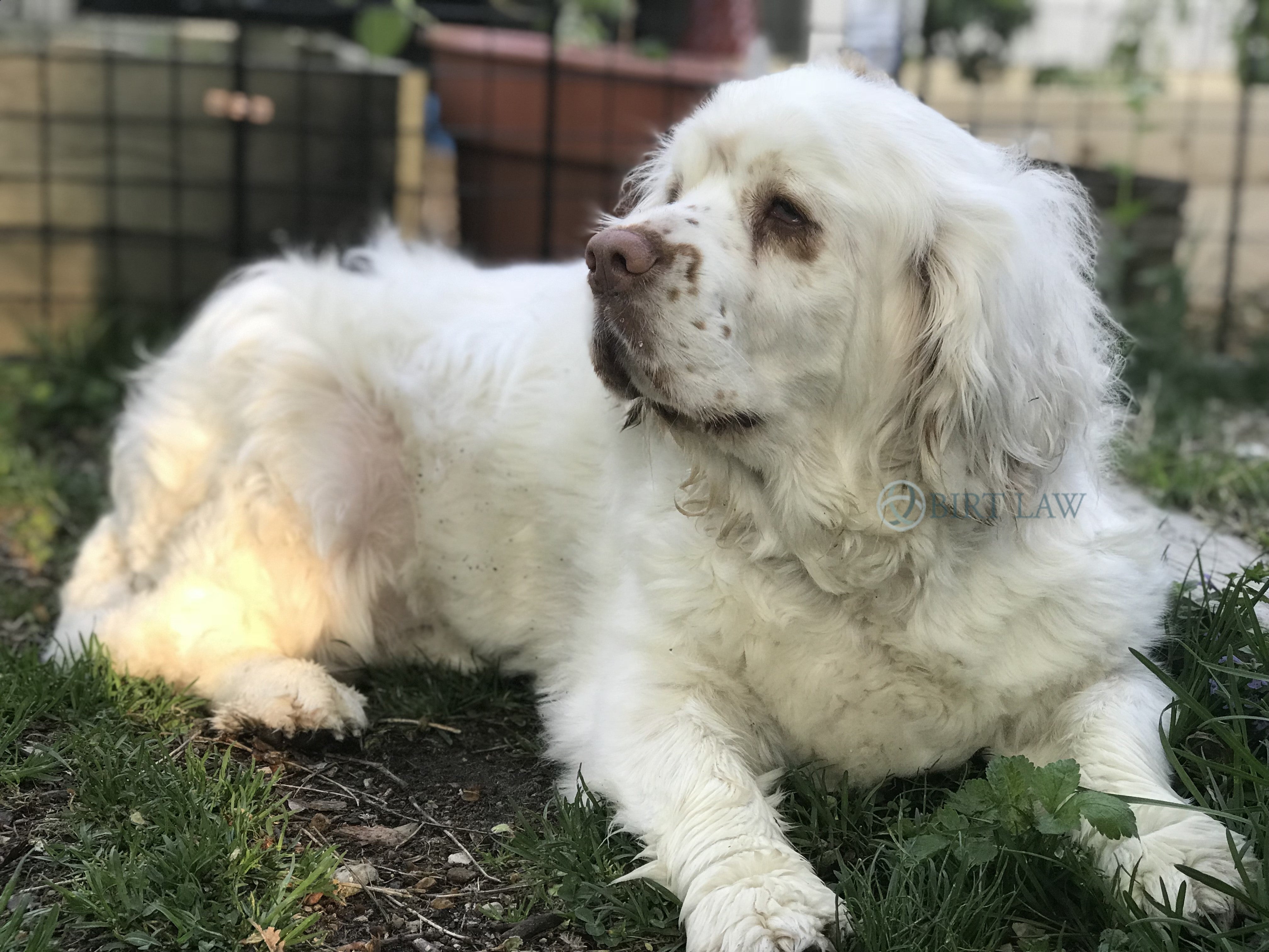 Ali & Rudy Clumber Spaniels | The Law Firm of Erin N. Birt, P.C.