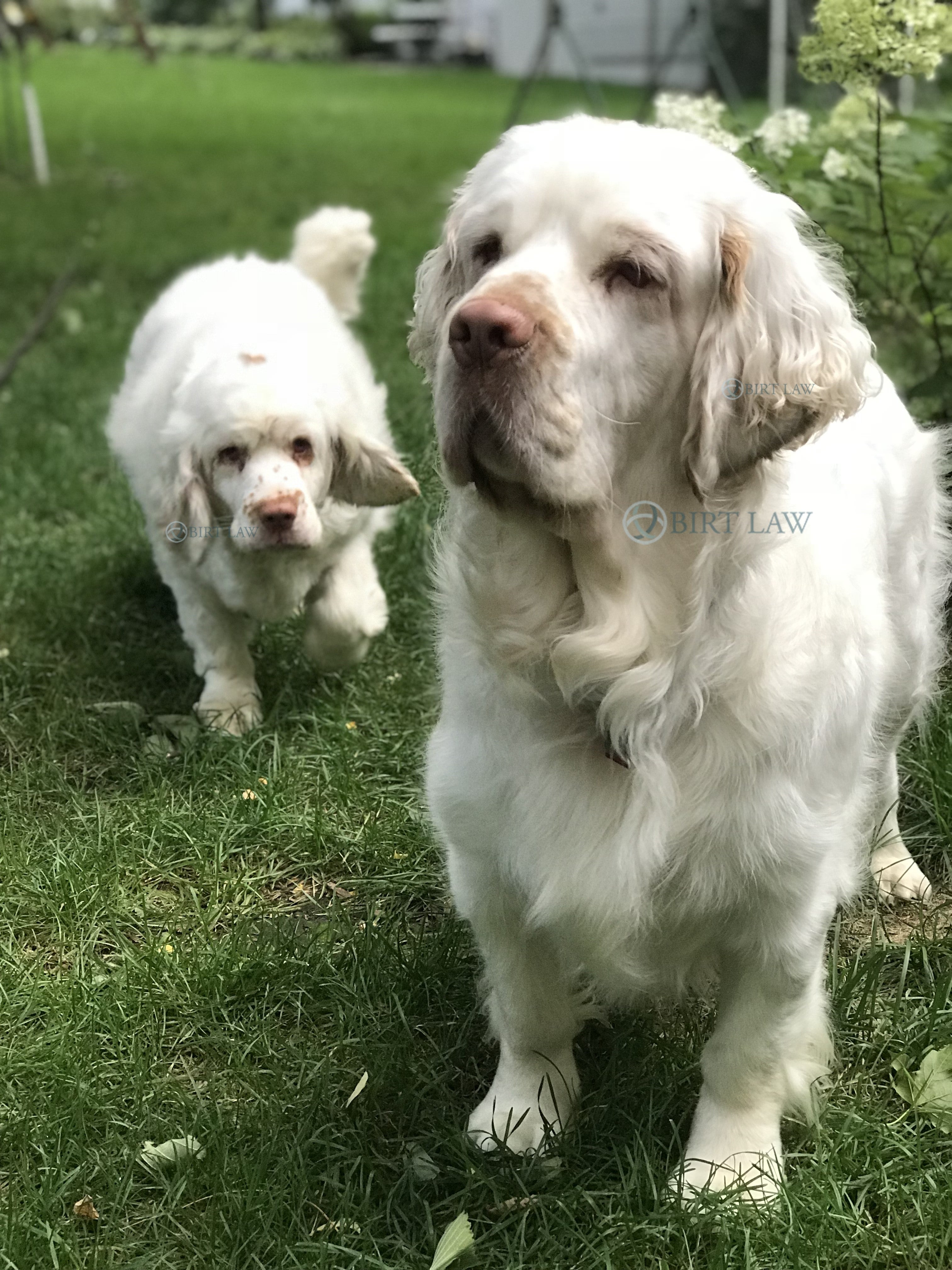 Ali & Rudy Clumber Spaniels | The Law Firm of Erin N. Birt, P.C.