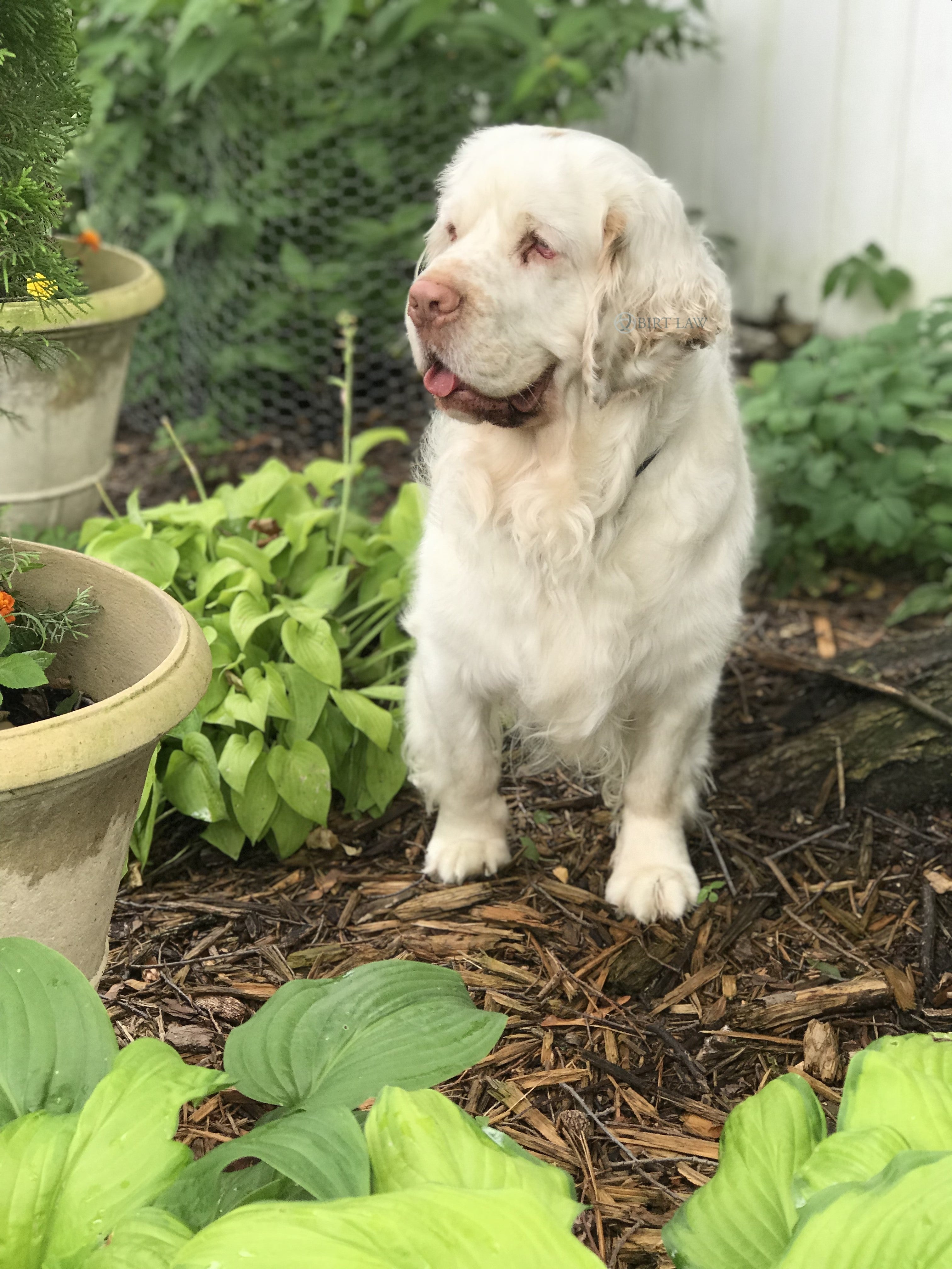 Ali & Rudy Clumber Spaniels | The Law Firm of Erin N. Birt, P.C.