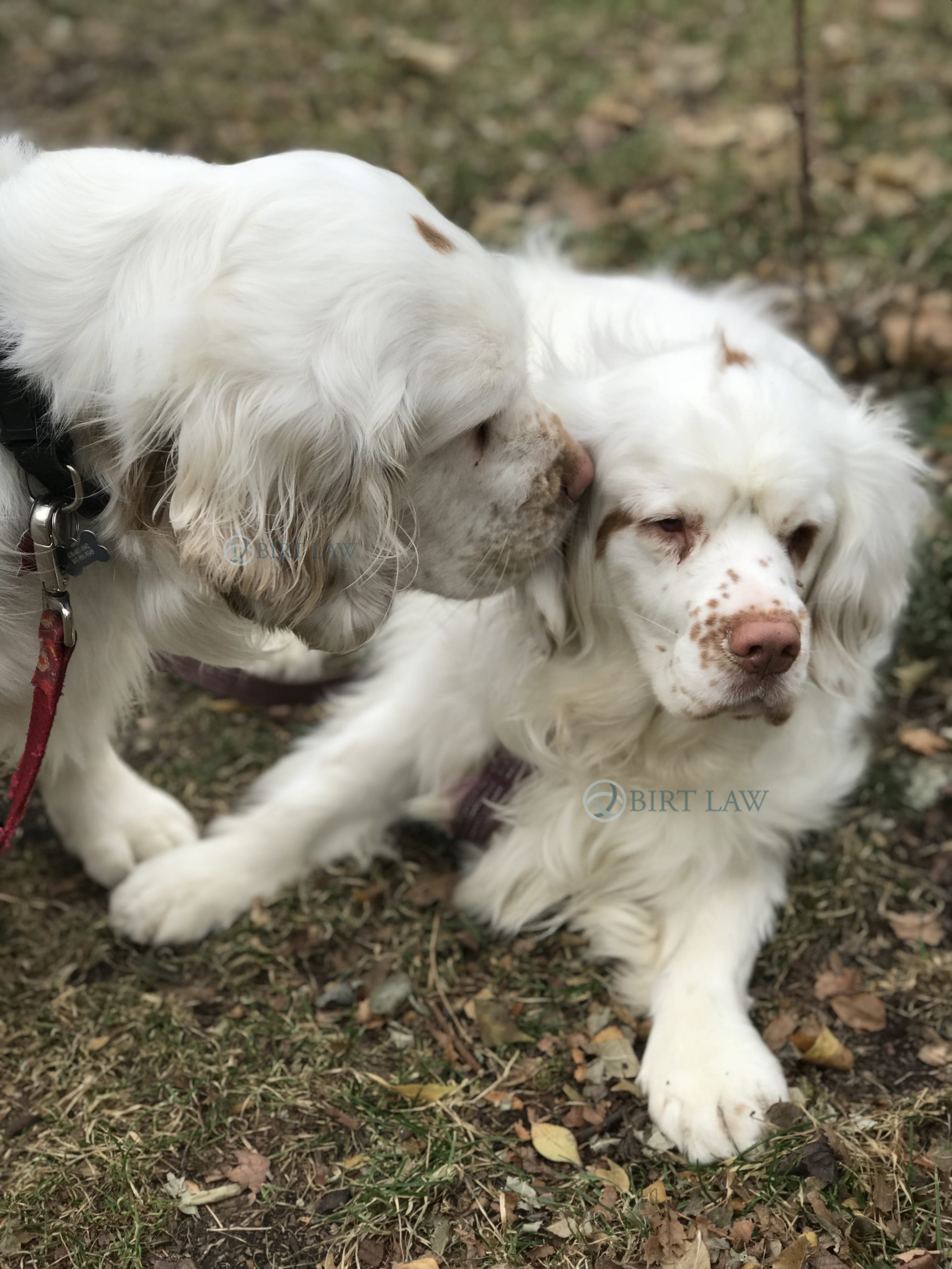 Ali & Rudy Clumber Spaniels | The Law Firm of Erin N. Birt, P.C.