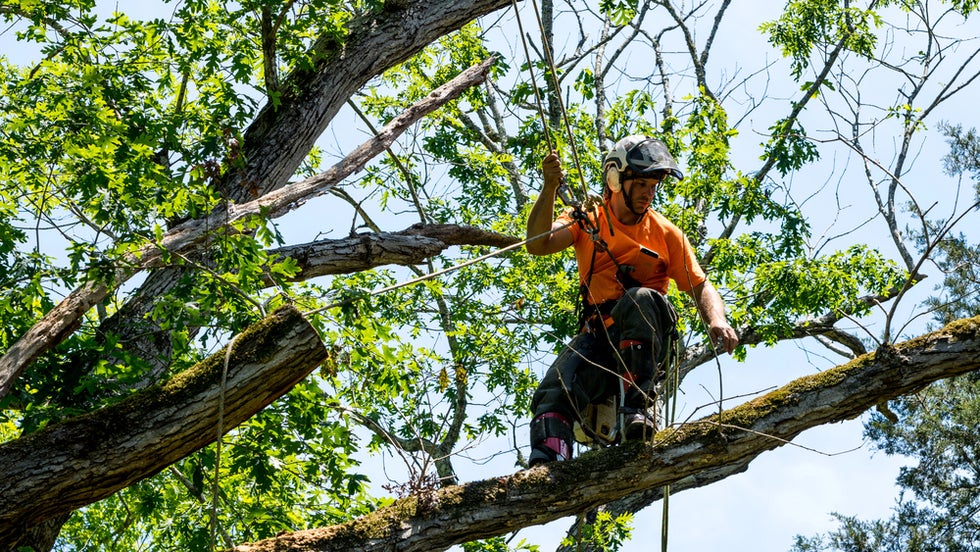Tree Trimmer Fatal Fall in Canoga Park Raises Safety Concerns