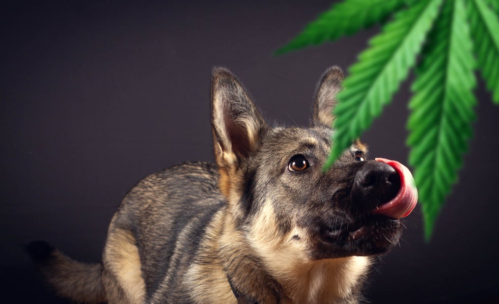 Prolonging A Traffic Stop To Call A Drug Dog Prolonging A Traffic Stop To Call A Drug Dog